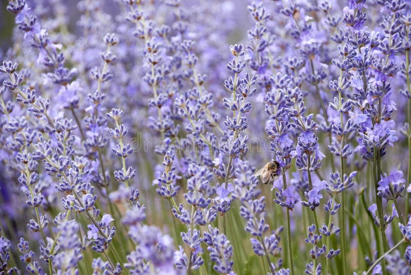 Close-up of lavender stock photo. Image of field, travel - 29432460