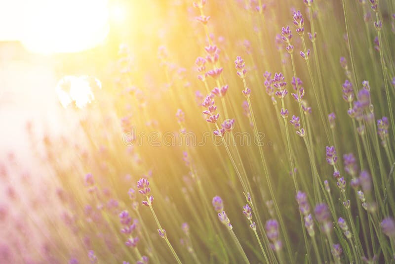 Sunshine and lavender stock photo. Image of sunlight - 179835560