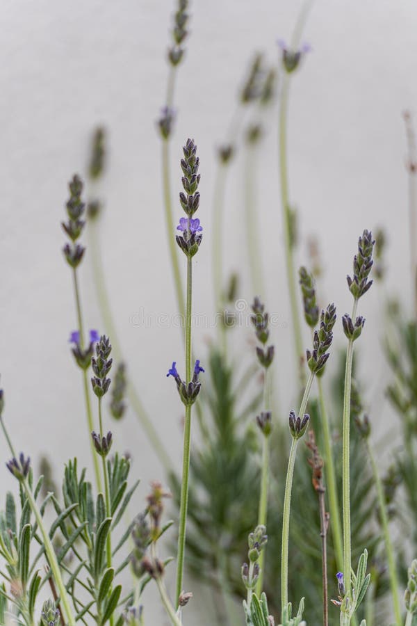 Close-up of Lavender Flowers in Summer Stock Image - Image of ...