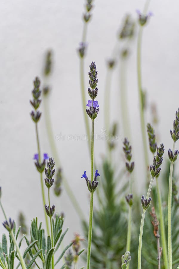 Close up of lavender stock image. Image of shrub, violet - 254136253