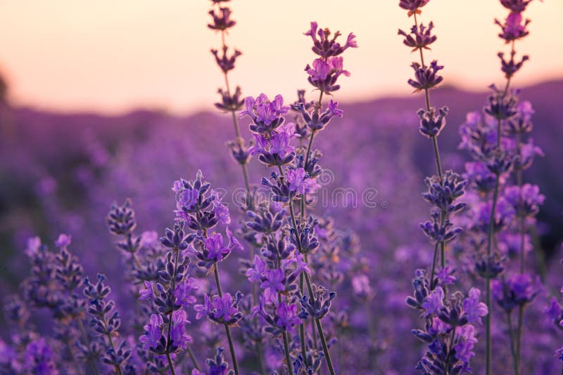 Close Up of Lavender Flowers in a Lavender Field Stock Photo - Image of ...