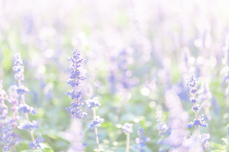 Close Up of Lavender Flowers in Pastel Blue Color Stock Photo - Image ...