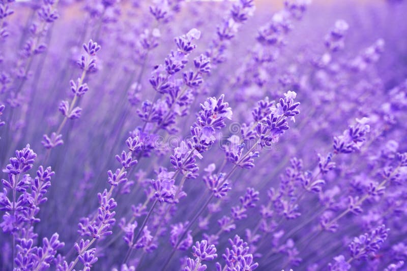 Close Up of Lavender Flowers. Soft Focus of Lavender Field. Stock Photo ...