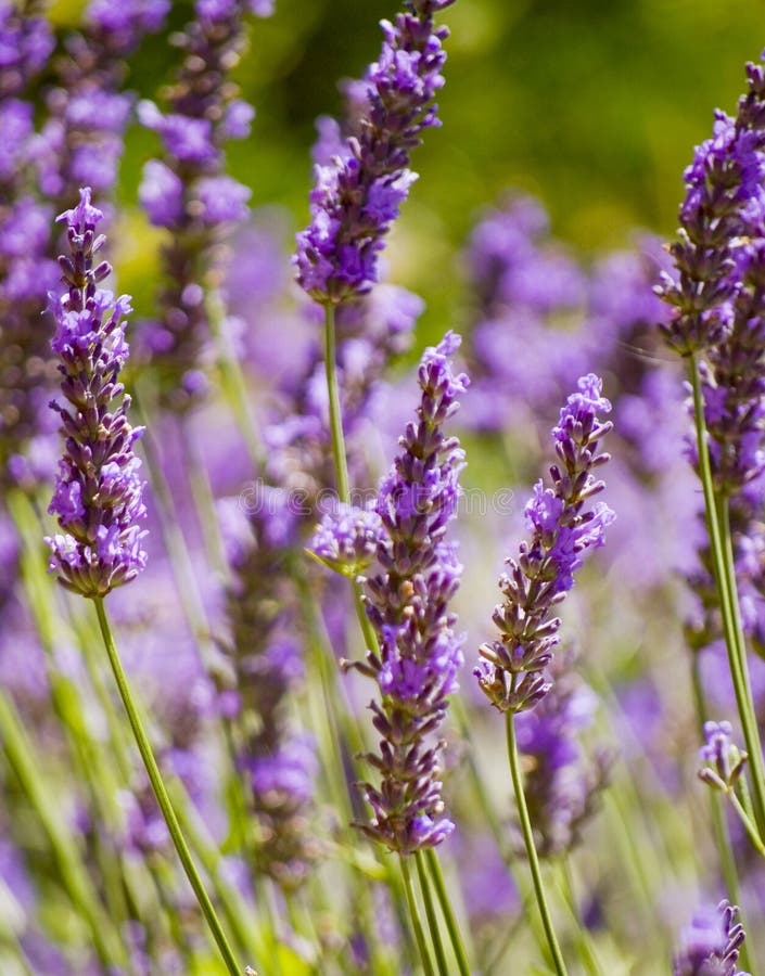 Close-up of Lavender Flowers in Summer Stock Image - Image of ...
