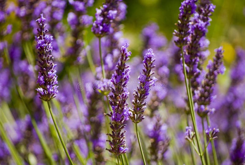 Close-up of Lavender Flowers in Summer Stock Image - Image of ...