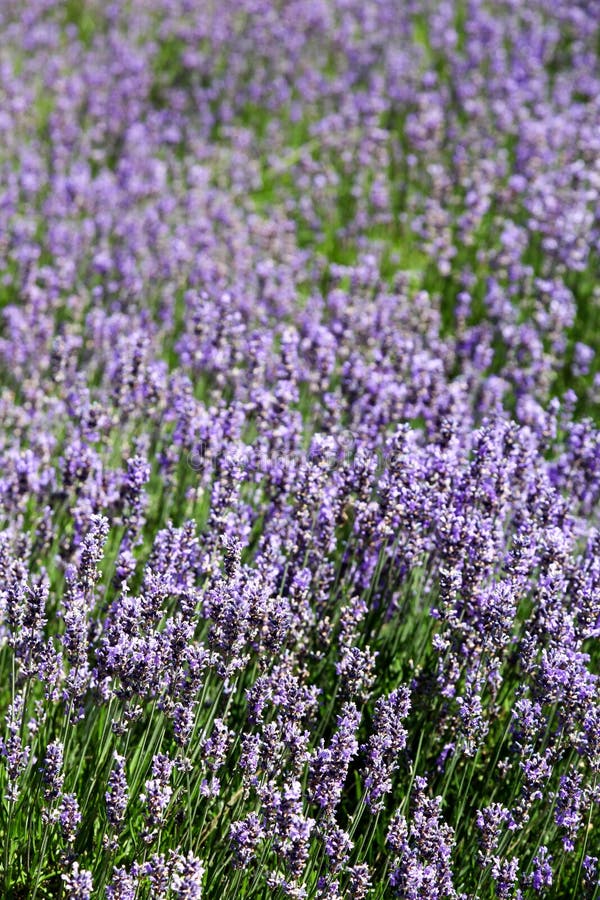 Close up of Lavender stock photo. Image of beauty, lavandula - 95986386