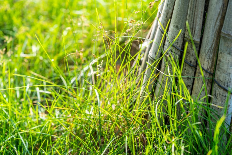 Close-up of lawn greenery stock photo. Image of lawn - 124773716