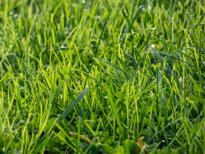 Close-up of a Lawn with Long, Green Grass in Spring in Bright Sunlight ...