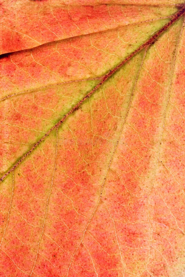 Close up leaf stock image. Image of foliage, fall, green - 16406585