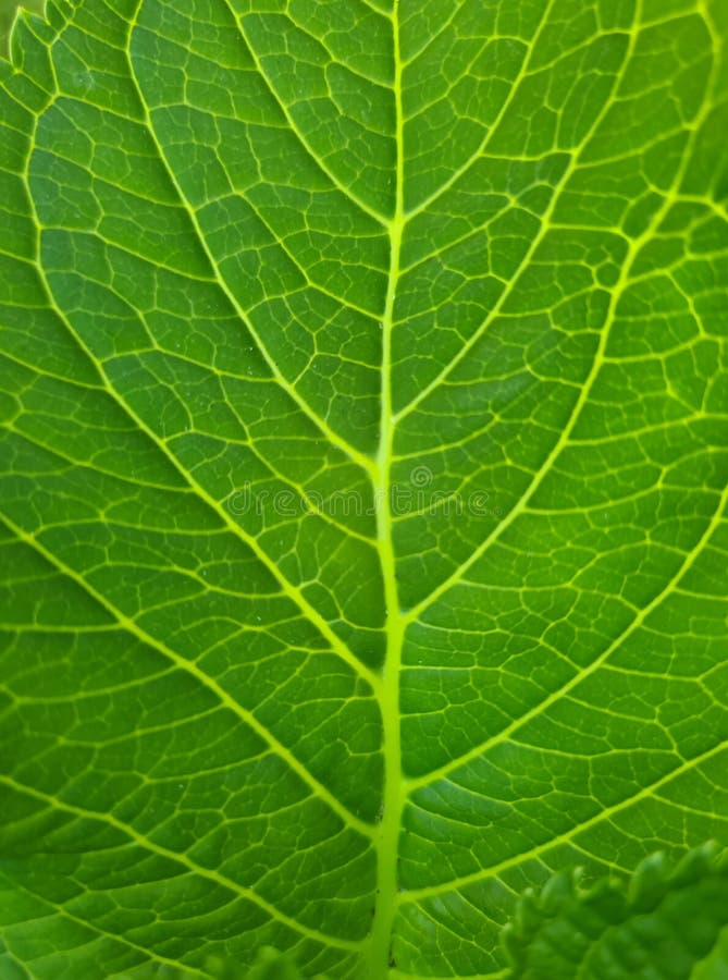 Close Up Leaf stock photo. Image of flora, natural, pattern - 192682802