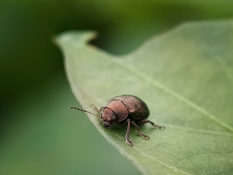 Close-up of a Leaf Beetle & X28;Chrysomelidae& X29; with Intricate ...