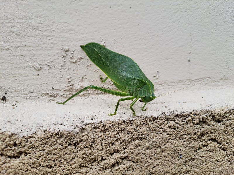 Close Up Leaf Bug (Bicho-folha) or Leaf Bug (Phyllium Siccifolium ...