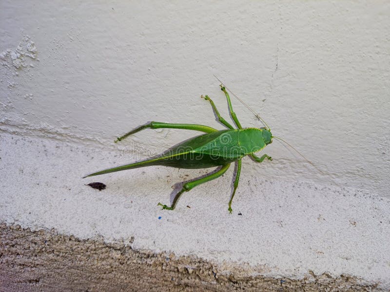 Phyllium Siccifolium Isolated Stock Photos - Free & Royalty-Free Stock ...