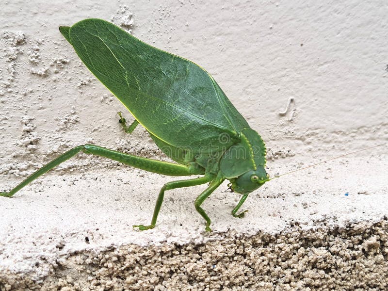 Close Up Leaf Bug (Bicho-folha) or Leaf Bug (Phyllium Siccifolium ...