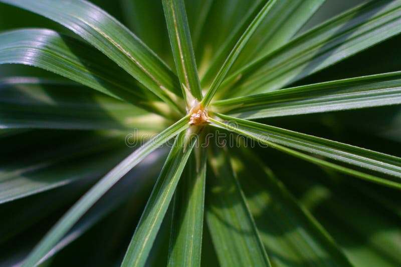 Cyperus Alternifolius, the Umbrella Papyrus Stock Photo - Image of ...