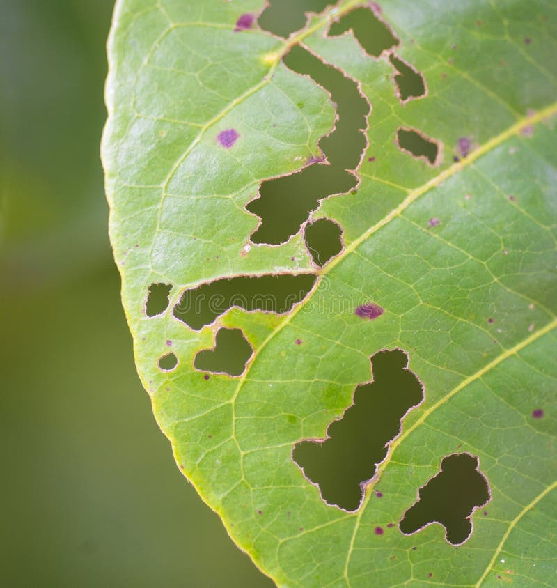 Close Up of a Leaf Eaten by Insects and Worms Stock Photo - Image of ...