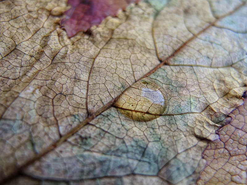 Close-up of Leaf in Fall Color with Droplet Stock Image - Image of ...