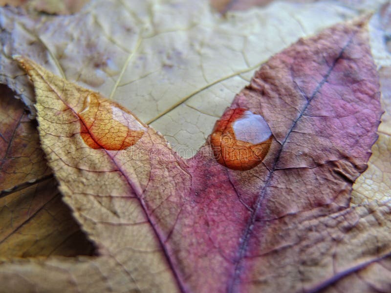 Close-up of Leaf in Fall Color with Droplets Stock Photo - Image of ...