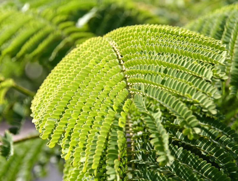 Close-up Leaf with Fine Detail Stock Image - Image of leaf, abstract ...