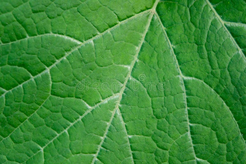 Close Up Leaf. Fresh Green Leaf Texture Macro Background Stock Photo ...