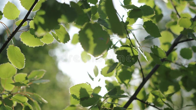 Close-up of an Leaf of Fruit Tree in the Forest on Summer, Warm Sun ...