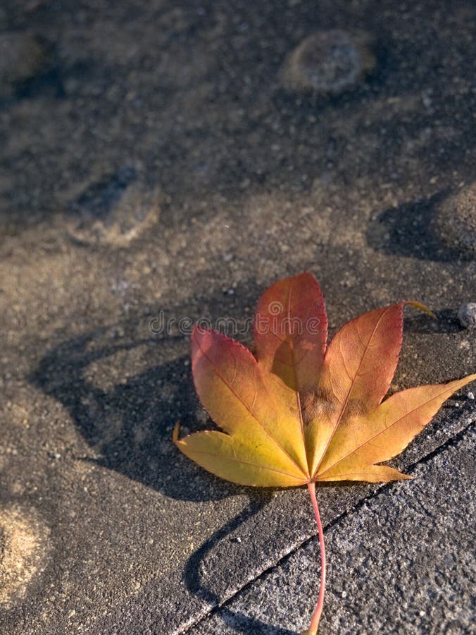 A leaf on the ground stock image. Image of yellow, reflection - 260858765