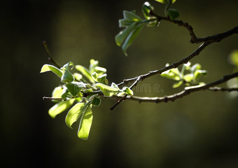 Close Up of Leaf Growing on Branch Stock Photo - Image of blur, macro ...
