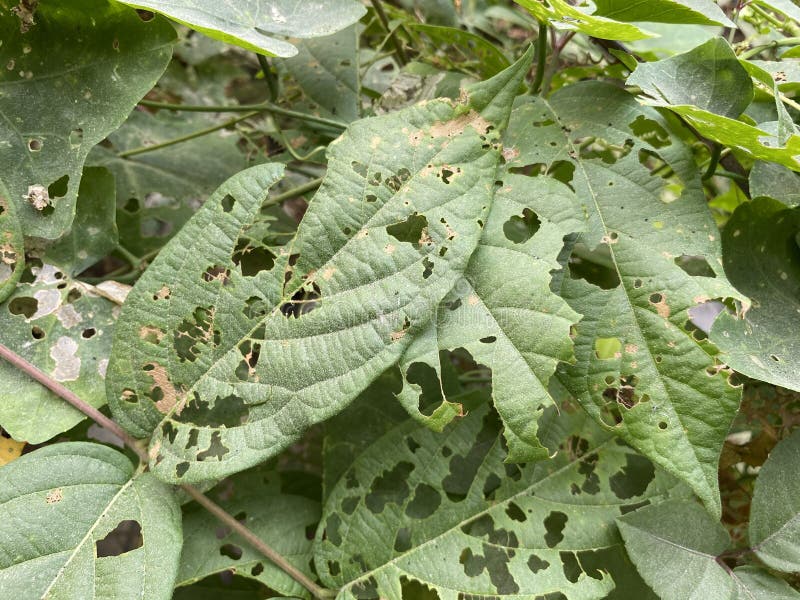 Leaf after insect bite stock image. Image of green, foliage - 206043961