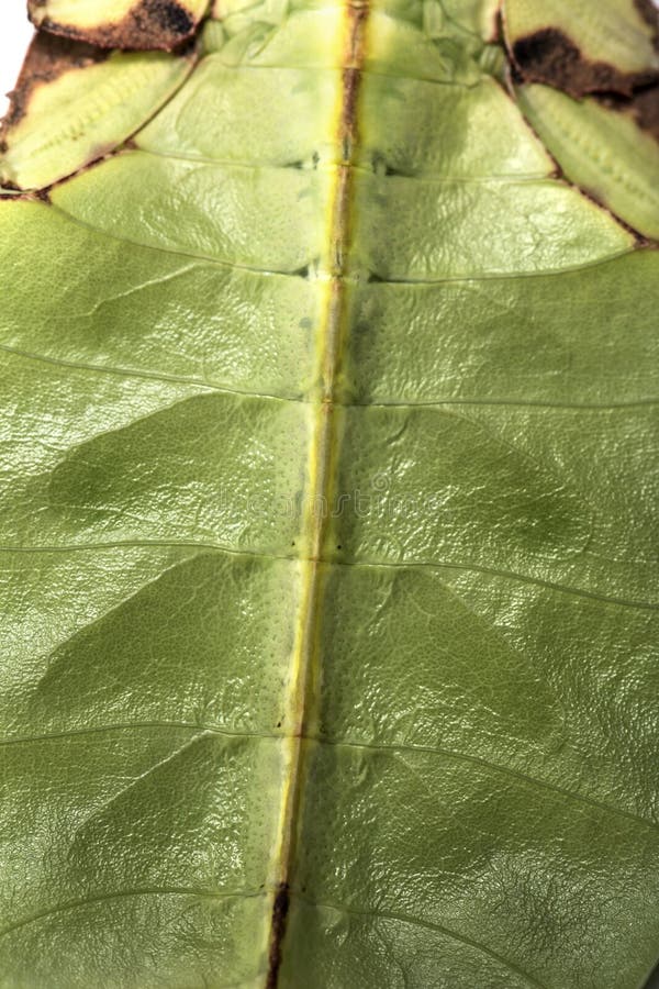 Leaf Insect, Phylliidae - Phyllium Sp Stock Image - Image of crawly ...