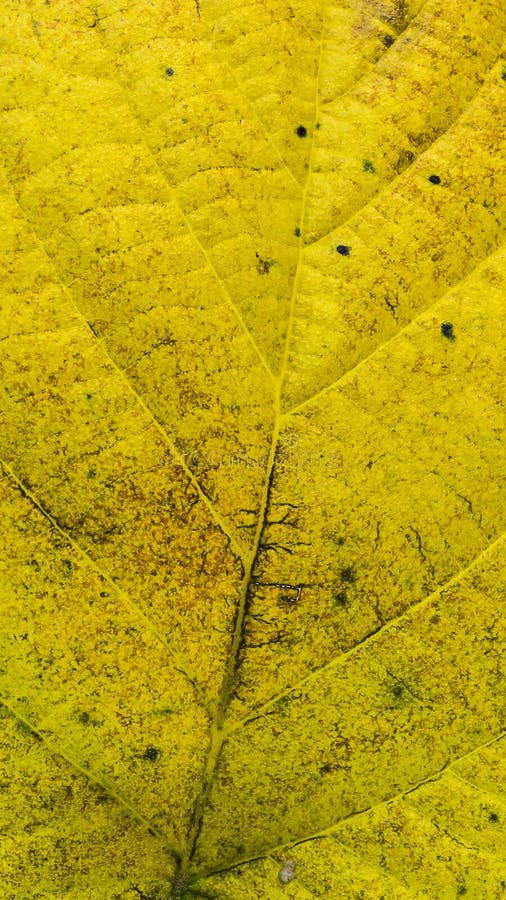 Close up leaf pattern. stock photo. Image of grow, pattern - 39343930
