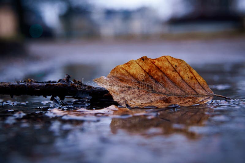 Close Up of a Leaf in a Puddle Stock Photo - Image of macro, water ...