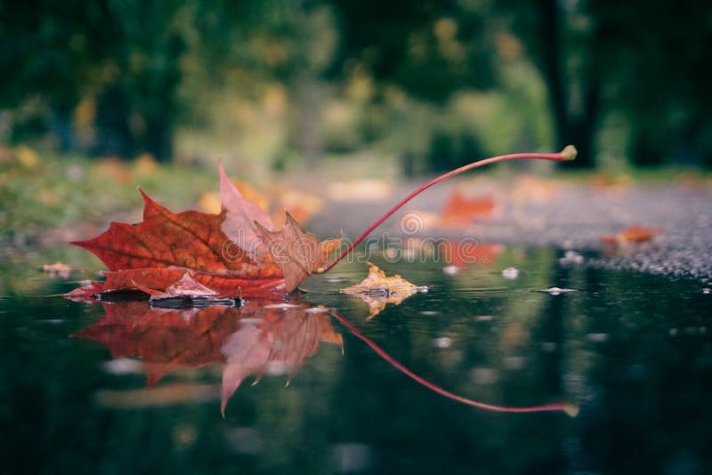 Close Up of a Leaf in a Puddle Stock Image - Image of outdoor, shades ...