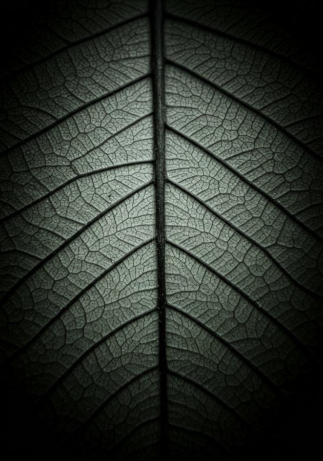 Close-up of a Leaf S Surface, Showing a Detailed Network of Veins. the ...