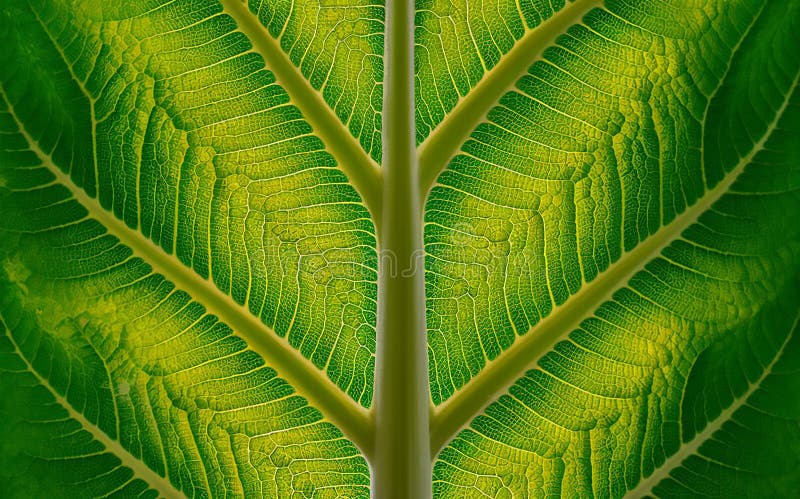 Close-Up of a Leaf Showing Detailed Vein Structure Stock Illustration ...
