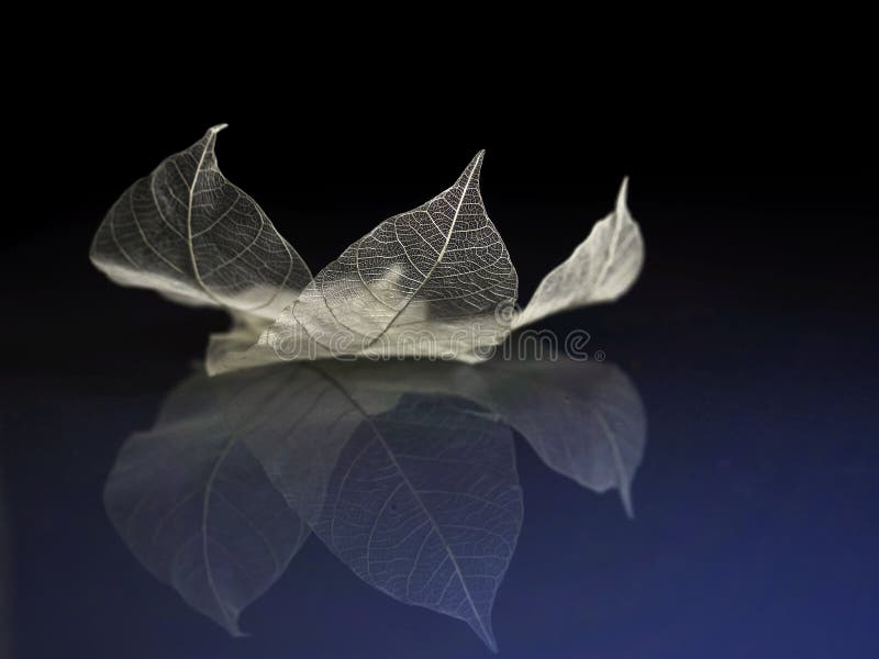 Skeleton Reflection in Puddle Stock Photo - Image of skeleton, surreal ...