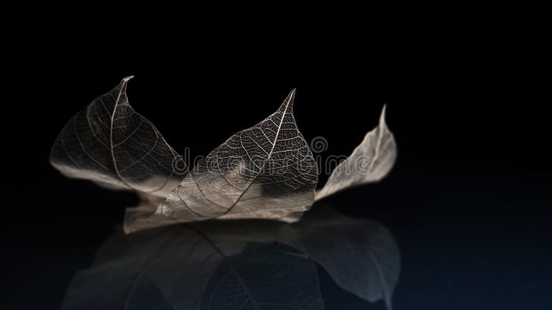 Skeleton Reflection in Puddle Stock Photo - Image of skeleton, surreal ...