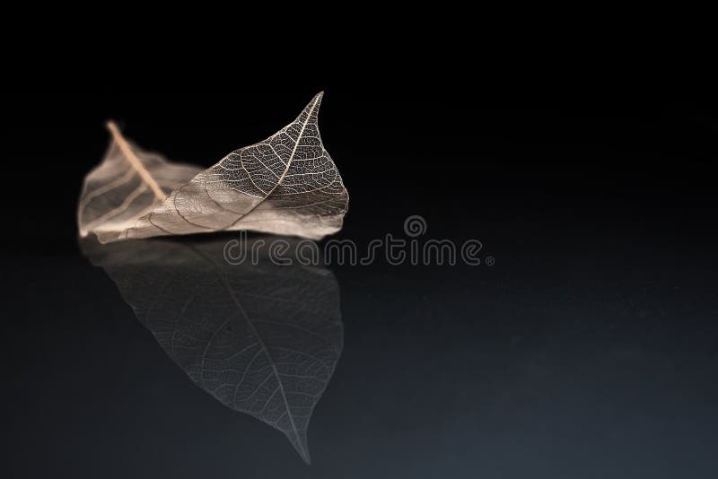 Skeleton Reflection in Puddle Stock Photo - Image of skeleton, surreal ...