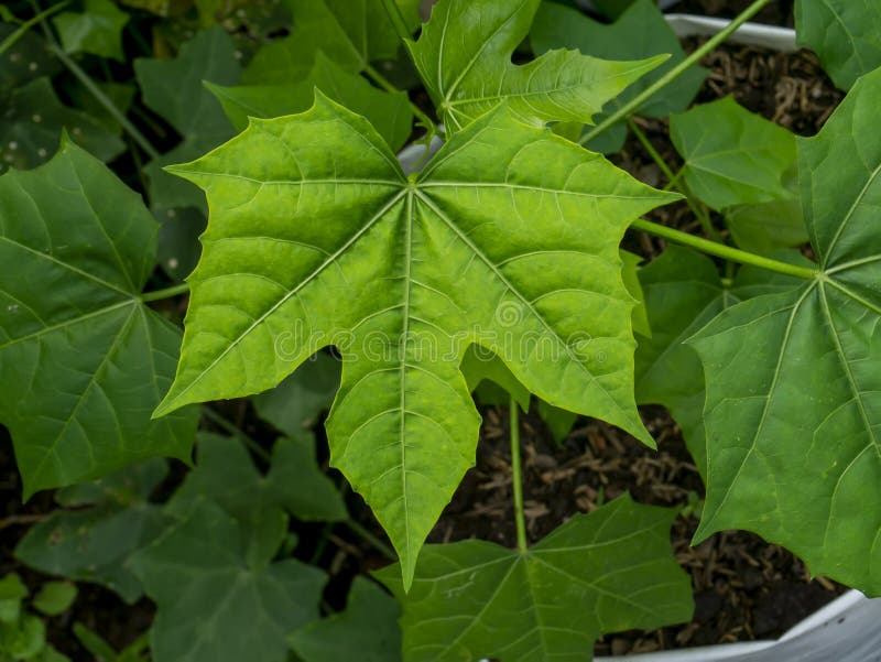 Close Up Leaf of Spinach or Chaya Stock Photo - Image of herbal, fresh ...