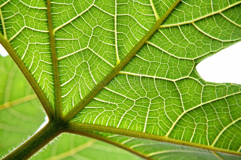Close-up of Leaf and Stem Texture Stock Illustration - Illustration of ...