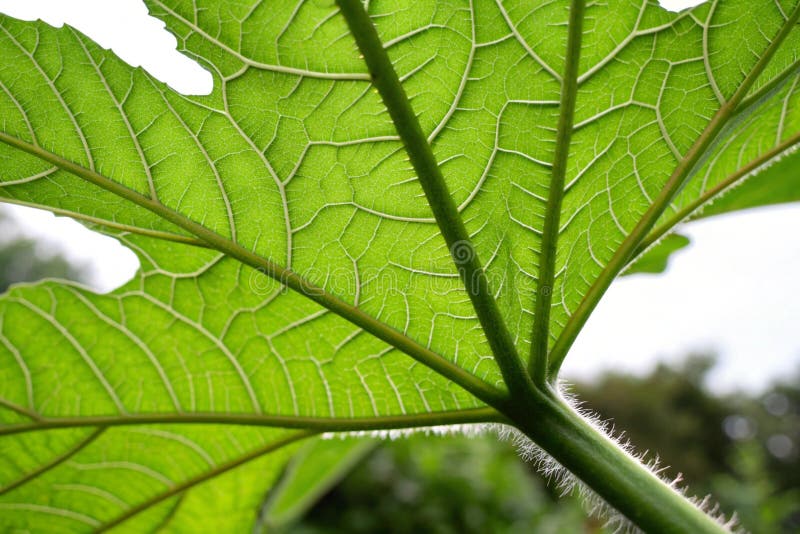 Close-up of Leaf and Stem Texture Stock Illustration - Illustration of ...