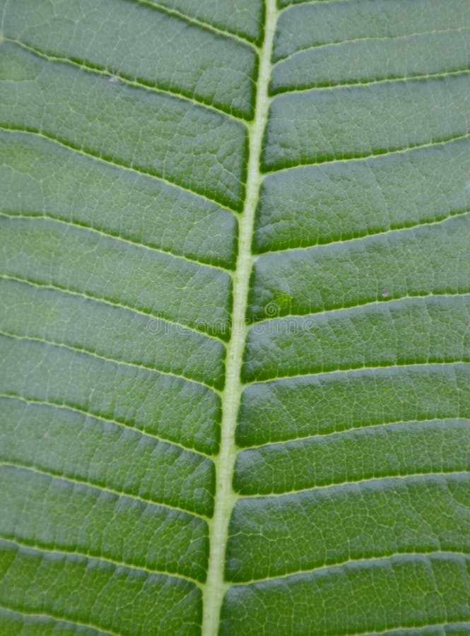 Close Up of the Leaf Texture Stock Photo - Image of leaf, natural ...