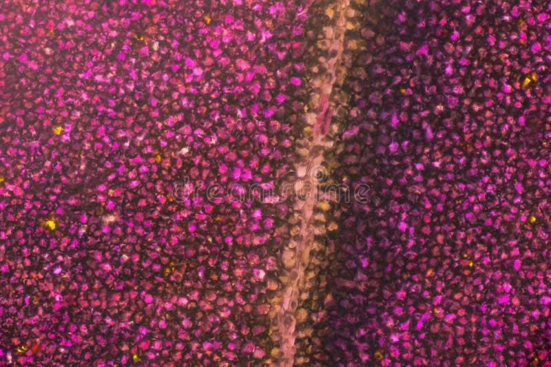 Close-up of Leaf Texture, Cells of the Leaf Surface Stock Image - Image ...