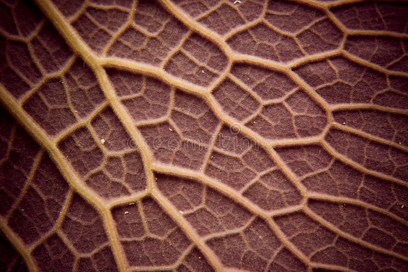 Close up of leaf textures stock photo. Image of flora - 81360996