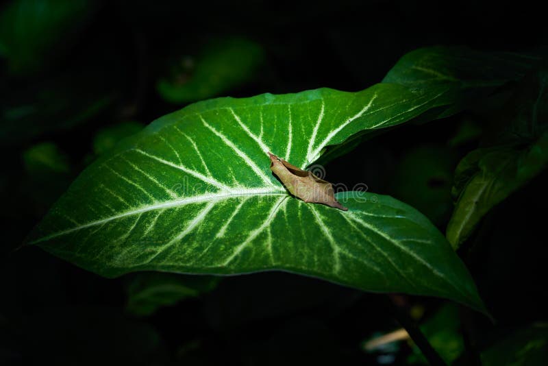 Close-up of a Leaf with White Lines Stock Image - Image of ecology ...