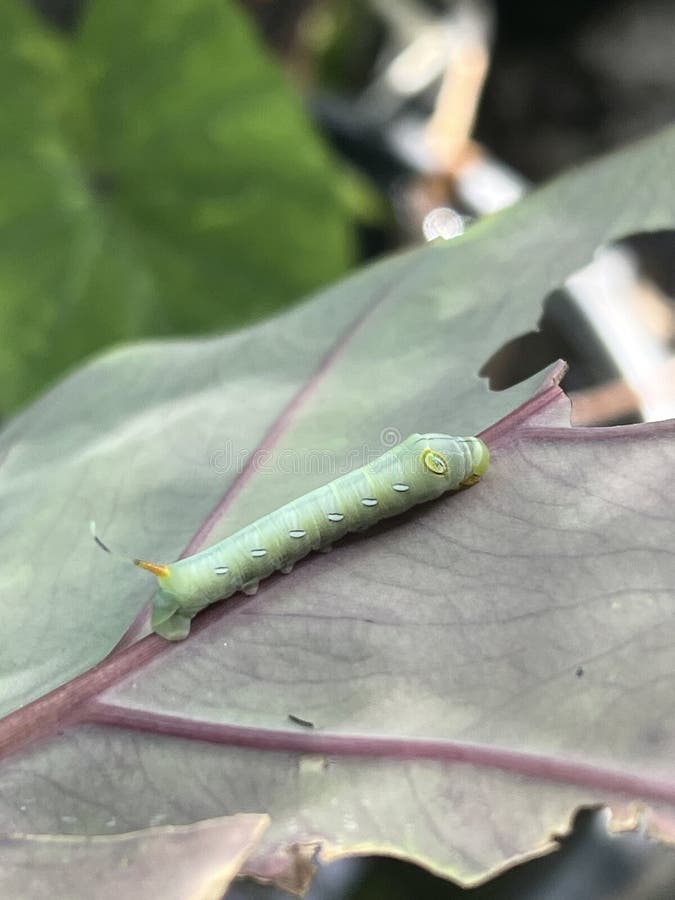 Close Up of a Leaf with Worm Stock Photo - Image of green, animal ...