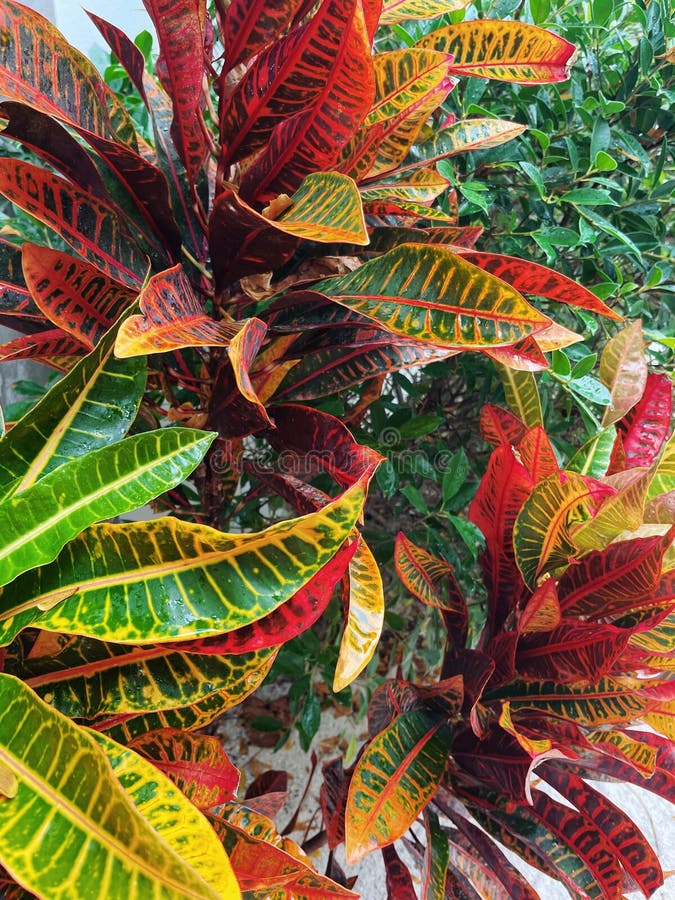 Close Up of a Leafs of a Colorful Tropical Plant Stock Photo - Image of ...
