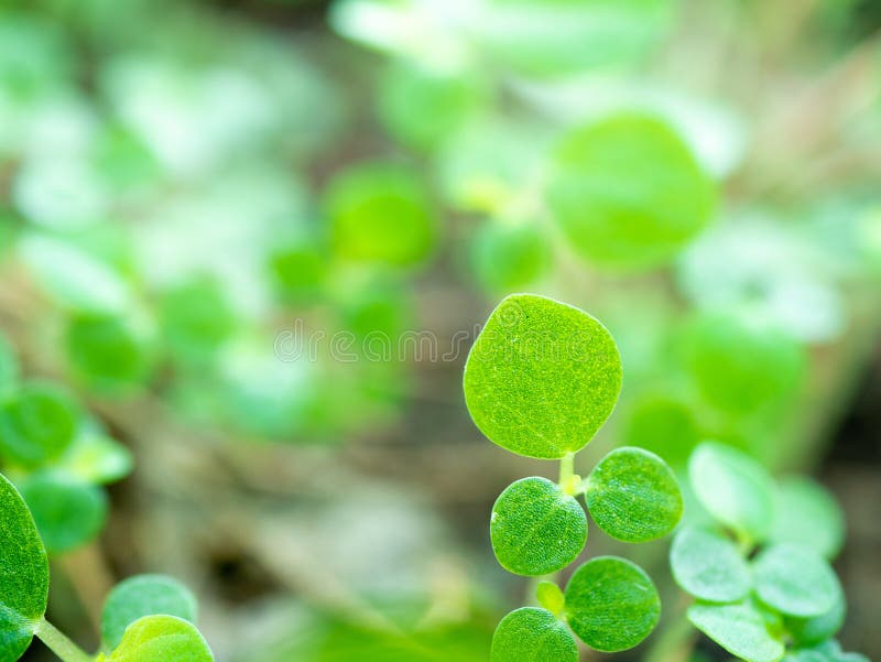 Close Up 3 Leafs Small Tree Stock Image - Image of botany, light: 164939789