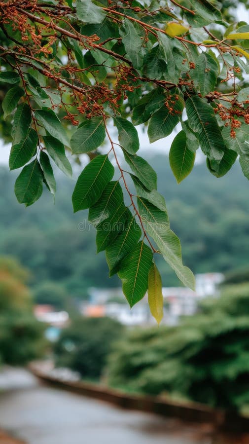 Close-up of Leafy Tree Branches with Small Seed Pods Hanging Over a ...