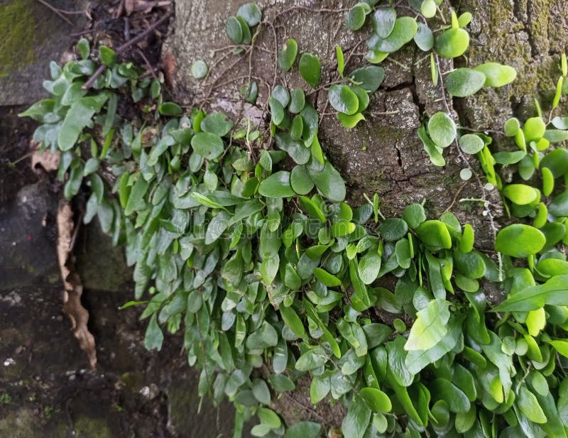Close Up Leather Leaf Fern Green Fern Stock Photo - Image of colorful ...