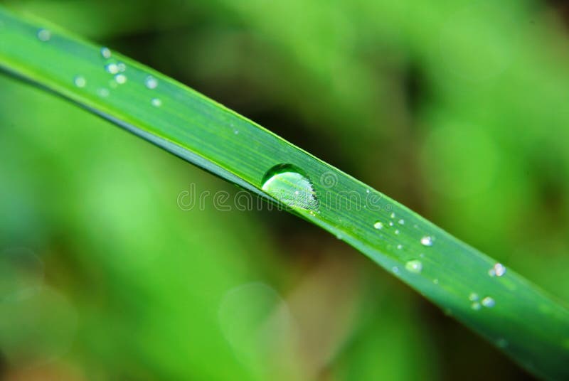 Close up leave stock image. Image of transparent, tree - 7139803